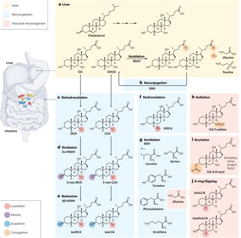 Mohammad Vaziri On Linkedin How Bile Acids And The Microbiota Interact