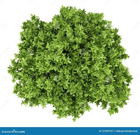 Avocado Tree Vector Growing Guide Poster Green Simple Instruction To