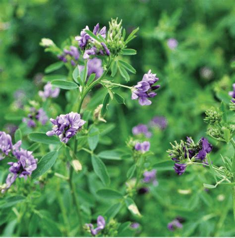 Pasture Grass Seed Mix Pasture Seed