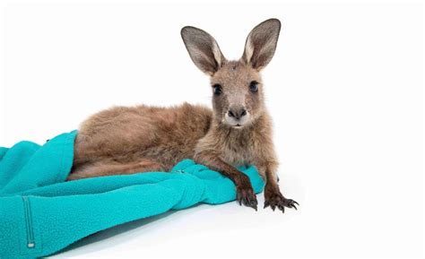 Sydney Wildlife Rescue Home