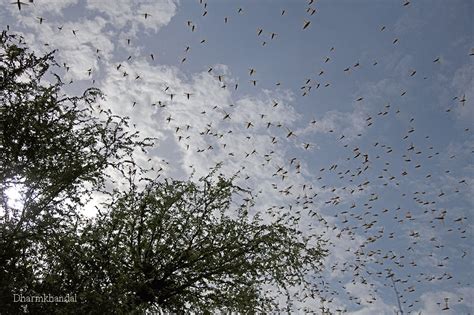 Locusts Ancient Migratory Pests