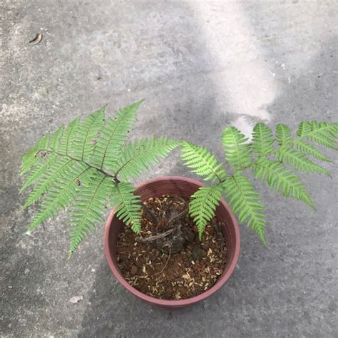 糀町雨林植物💮筆筒樹、多鱗白桫欏、蛇木，蛇木桫欏、山大人、山棕蕨、蘭盆筆筒樹、桫欏屬觀葉植物 蝦皮購物