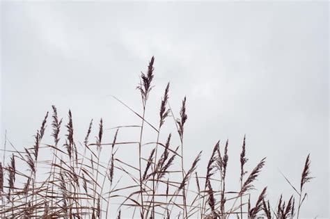 Premium Photo Pampas Grass Reed Abstract Natural Background