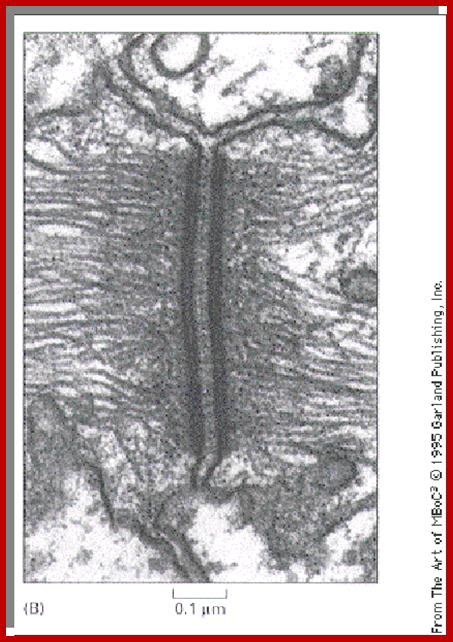 Cytoskeletoal Elements