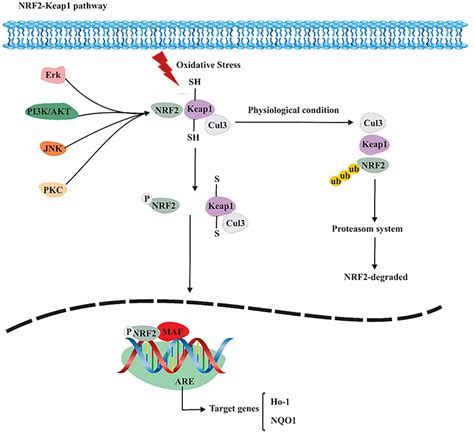 The Signaling Pathway Involving Nrf2 Keap1 Are Is Shown In A Schematic