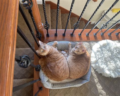 Mcchicken And Mcnugget Combining Their Brain Cell R Oneorangebraincell