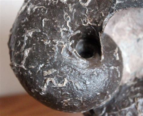 Nautilo Concha Fosilizada Cenoceras Belmontensé 12 Cm 14 Cm Catawiki