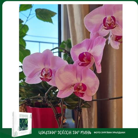 Ургуулахад Учир Бий Цэцгээр гоёсон гэр минь фото зургийн уралдаанд оролцогч 📸 🌺 Та ч бас