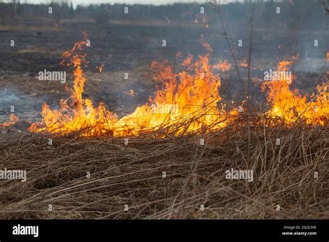 Lherbe Sèche Brûle Incendie Dans Le Champ Au Printemps Bois Mort
