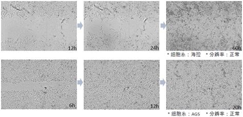 Celloger Mini 自动活细胞实时成像监测系统 细胞培养分离纯化 专用设备 产品 细胞核转仪紫外分析仪细胞计数器