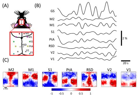 Functional Mapping Of The Mouse Neocortex By IOSI CBV A The Field Of Download Scientific
