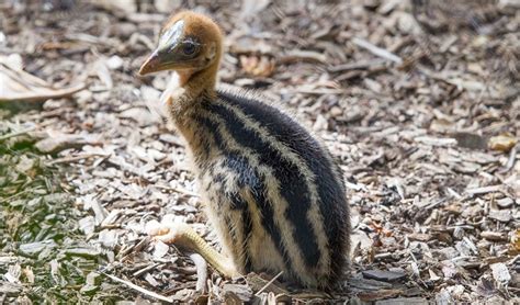 Southern Cassowary Chick Born In Perth Australian Geographic