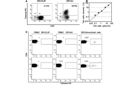 Tetramer Staining Of Art V 1 25 36 Specific T Cells A Jurkat Cells