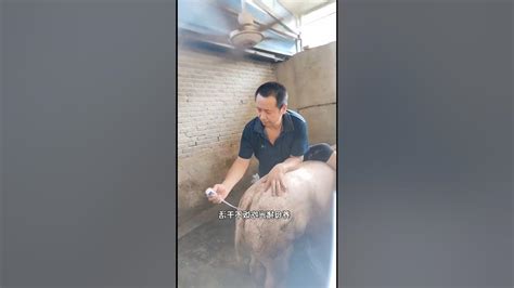 母猪 三天 就 就 Youtube