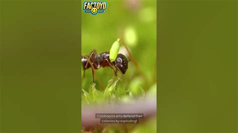 Exploding Ants 🐜💥 Fun Facts Youtube