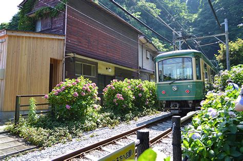 御霊神社江ノ電とあじさいの絶好撮影スポット 鎌倉トリップ 日帰りであじさいの鎌倉へ
