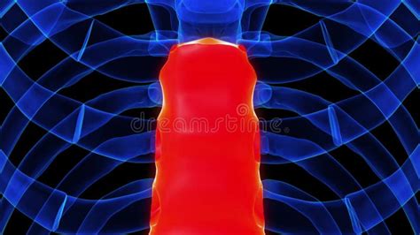 Body Of Sternum Bone Anatomy For Medical Concept 3d Rendering Stock Video Video Of Joint