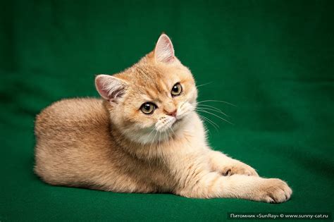 Котенок мальчик британский короткошерстный британец черный золотой тикированный рыжий