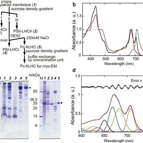 Of Cryo Em Analysis A Angular Distribution Of The Cryo Em Particles B Download Scientific
