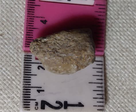 Agatized Coral Texas Rule Fossil Id The Fossil Forum
