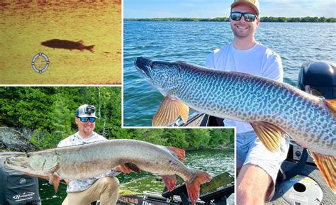 Excellent Rubber Tipsmods Dougs New Pb Musky 3 Pack Spawn Musky