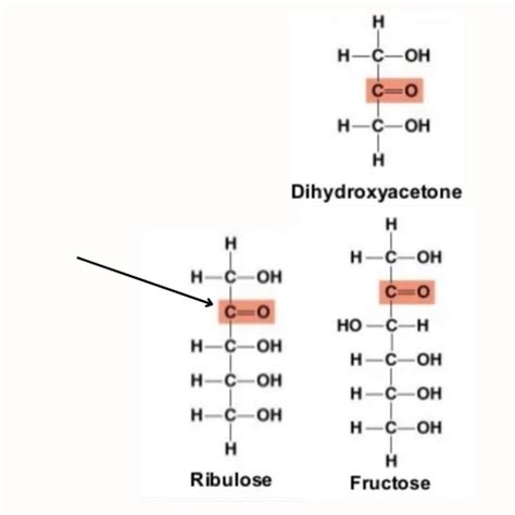 Ap Bio Unit 1 Ch 5 Structure And Function Of Large Macromolecules Flashcards Quizlet