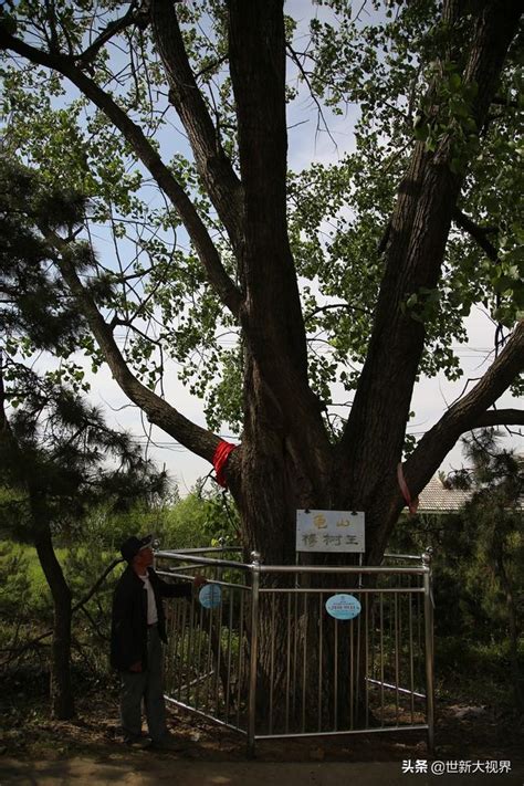 贛榆龜山楊樹王成了地標，百姓眼裏它就是寶貝，時不時要來拜一拜 每日頭條