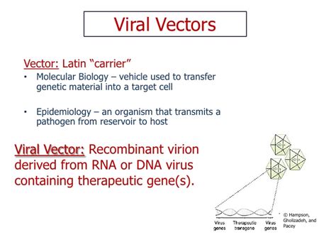 Vector Definition Biology At Collection Of Vector