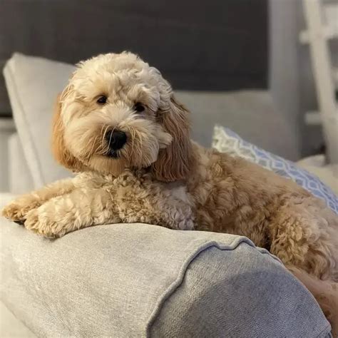 Peanut The Cockapoo Owner Story Purina Uk Purina
