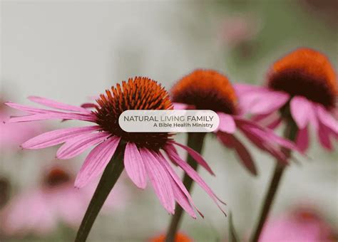 9 Echinacea Benefits To Boost Your Physical And Mental Health