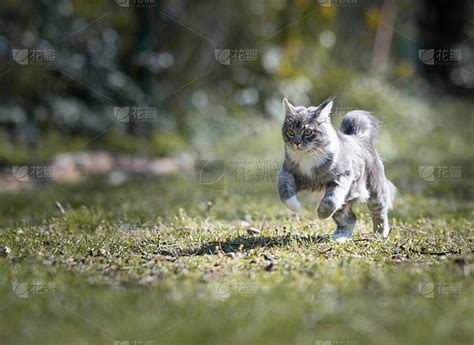 运行的猫