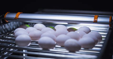 Egg Counter Hotraco Agri