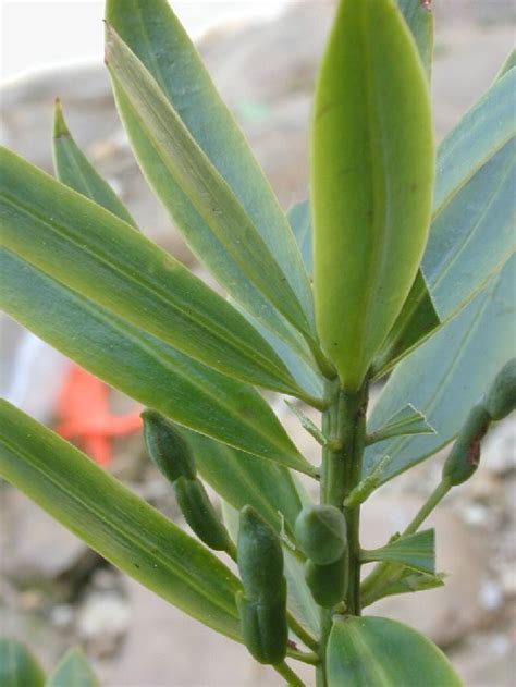 Opiniones De Podocarpus Oleifolius