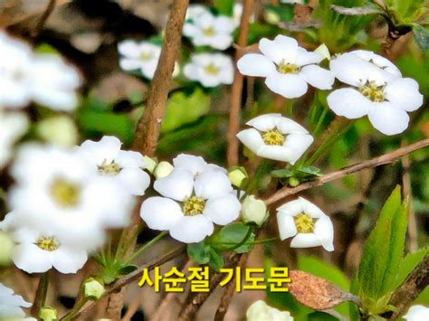 사순절 기도문 3월 사순절 기간 주일예배 대표 기도 예문 네이버 블로그