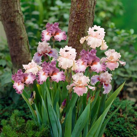 Bearded Iris Pink Mix Fall Flower Bulbs Eden Brothers