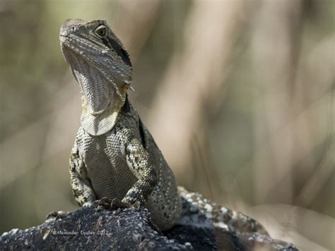 Sauri Tropicali Terraria