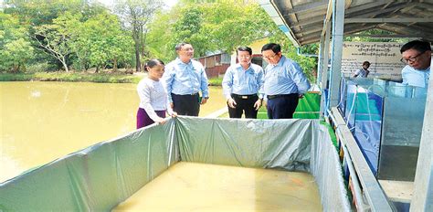 ရန်ကုန်တိုင်းဒေသကြီးအတွင်း အရည်အသွေးပြည့်ဝသည့် ငါးသားပေါက်များ လျာထားခ