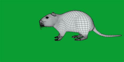 Nutria Coypu Rodent 3d Model Download Mammals On