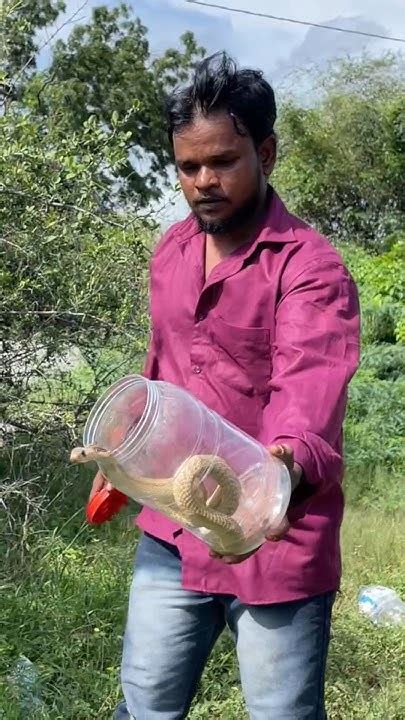 Indian Cobra Snake Rescue Ytshort Ytshorts Trending Youtube