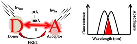 Schematic Representation Of The Förster Resonance Energy Transfer
