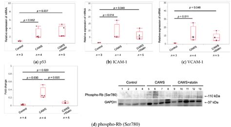 Analysis Of MRNA And Protein Expression In Aortic Tissue A C The