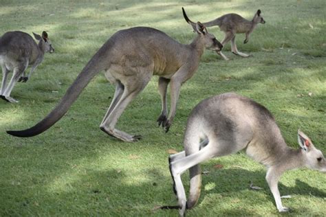 Roo Are You Twinkl Newsroom Twinkl
