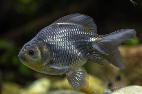 Carassius Auratus Akvaristika I Teraristika