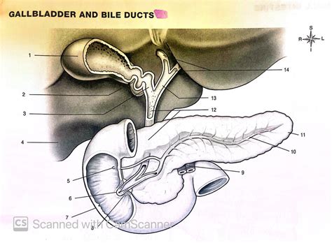 Gallbladder And Bile Ducts Diagram Quizlet