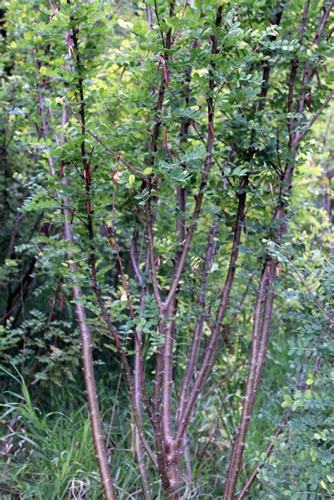 Siberian Peashrub