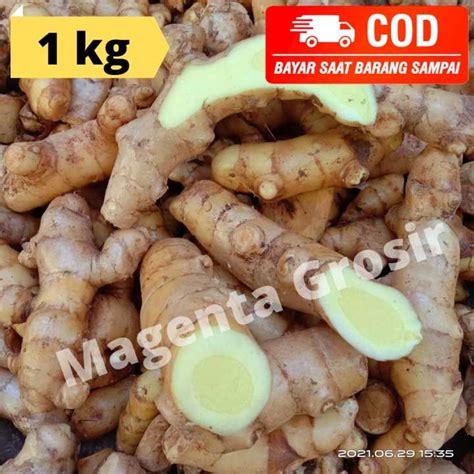 Kunyit Putih Temu Mangga Segar 1kg Curcuma Mangga Lazada Indonesia