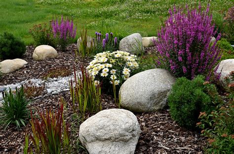 다년생 소나무 회색 화강암 바위 뿌리 껍질과 자갈이 있는 관상용 화단은 주차장 쇼핑 센터 근처의 도시 적 분위기에서 가까운에 대한 스톡 사진 및 기타 이미지 Istock