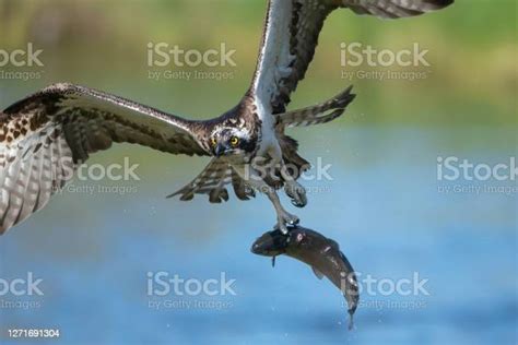 핀란드 북부의 호수에서 잡은 물고기와 함께 비행중인 사냥에 대한 Osprey 물수리에 대한 스톡 사진 및 기타 이미지 물수리