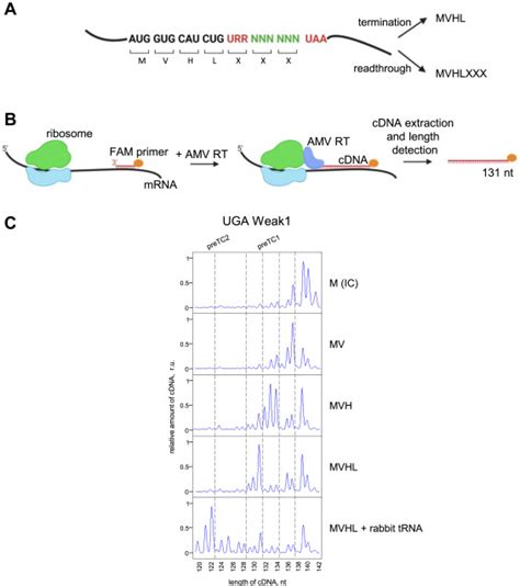 Recognition Of 3′ Nucleotide Context And Stop Codon Readthrough Are Determined During Mrna