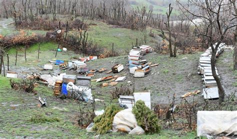 Një Burrë Në Gjilan Raporton Se Persona Të Panjohur I Dëmtuan 220 Koshere Bletësh Historia